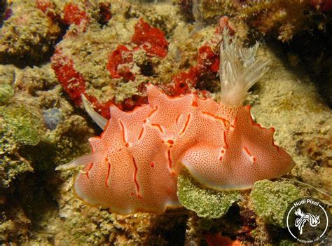 Halgerda Bacalusia Fahey And Gosliner 1999 Nudi Pixel