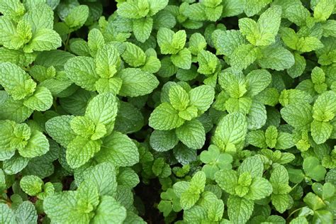 Spearmint Plant