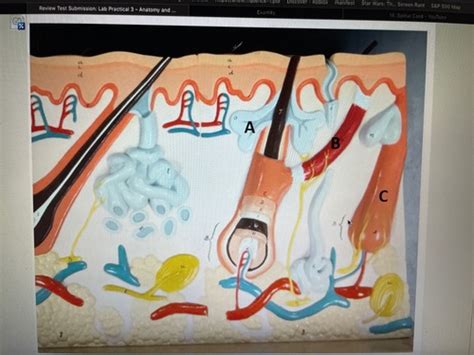 A P Lab Practical Flashcards Quizlet