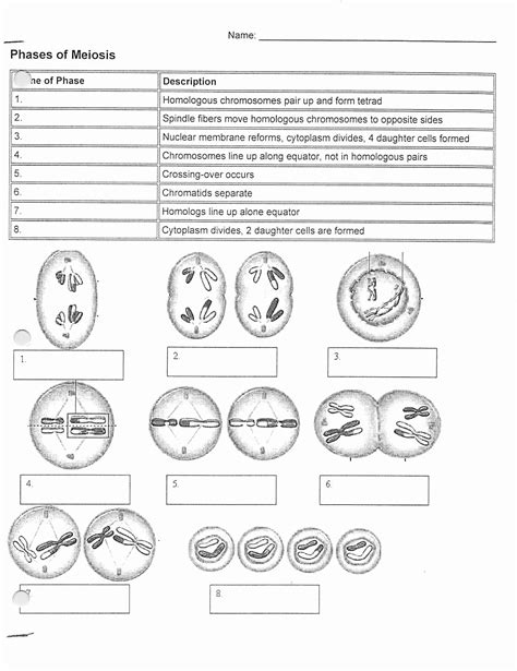 Skills Worksheet Science Skills Meiosis Answers