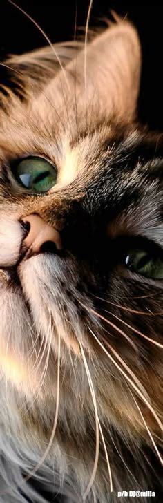 Profil De Kitty Hub Kittyhub Pinterest