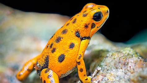 Psychedelic Toads The South African