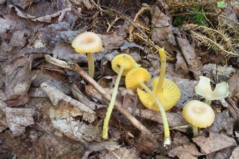 Gloioxanthomyces Gloioxanthomyces Picture Mushroom