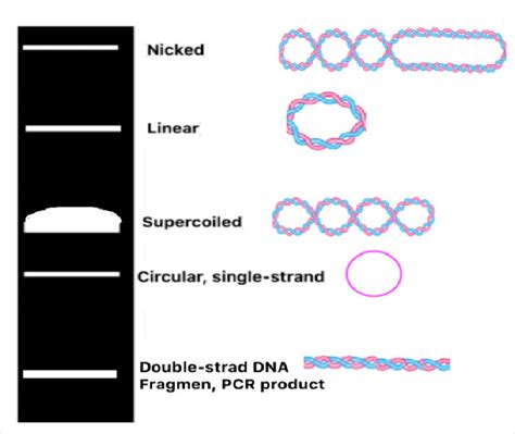 Band Appearance And Schematized Dna Generated By Agarose Gel