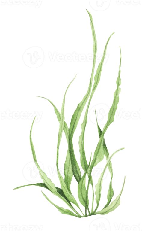 Seaweeds Underwater Ocean Plants Sea Coral Elements Watercolor