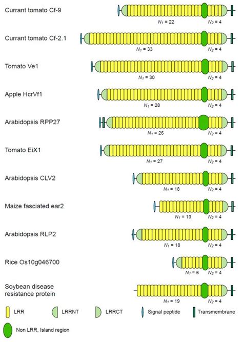 Schematic Representation Of 11 Lrr Rlps Having Lrr Domains Intersected