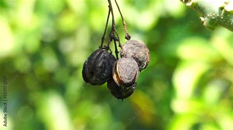 The Fruit Of Jatropha Curcas Also Called Jarak Pagar Physic Nut Barbados Nut Poison Nut