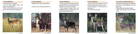Aging Whitetail Bucks For Mobile Aging Bucks On The Hoof