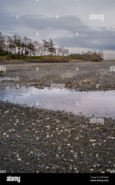 Shells And Rocks Lie Exposed In A Saltwater Lagoon During Low Tide In