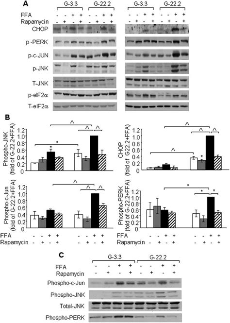 Effect Of Mtorc1 Inhibition By Rapamycin On Glucose And Download