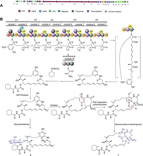 Organization Of The Tym Biosynthetic Gene Cluster Identified By