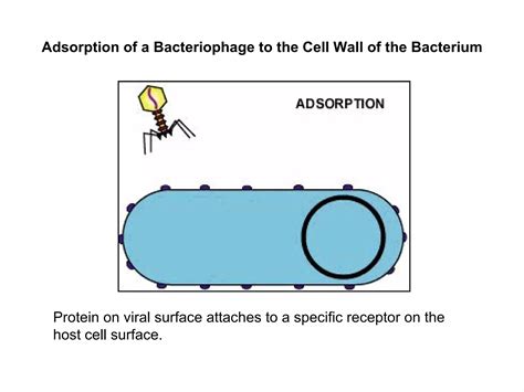 07 Lytic Vs Lysogenic Cycle Ppt
