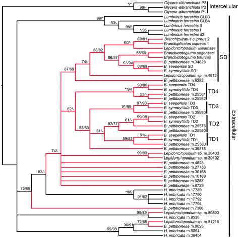 Phylogenetic Tree Of Potential Hemoglobin Sequences From Scale Worms