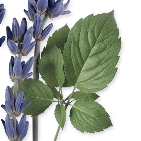 Sedley Eau De Parfum 75 Ml 125 Ml Parfums De Marly Offizielle Website