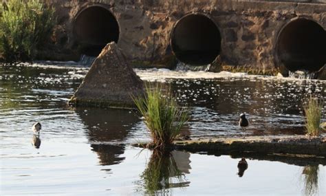 Kiewiet Kuikens Vasgekeer In Klein Olifants Middelburg Observer