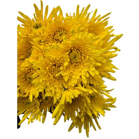 Yellow Spider Groenigheid