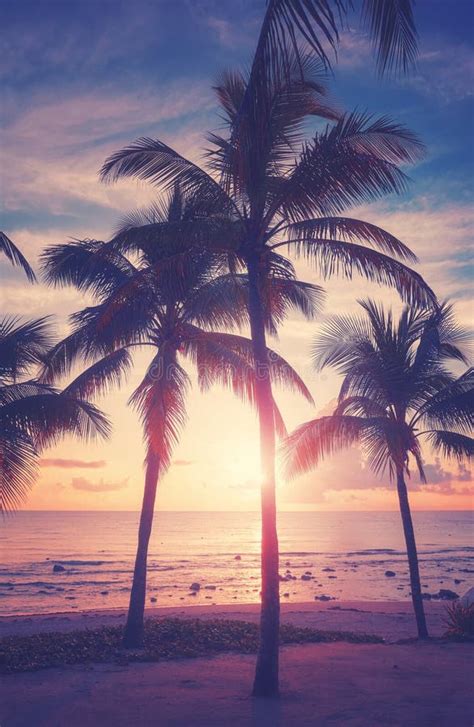 Tropical Beach With Coconut Palm Trees At Sunset Color Toned Picture