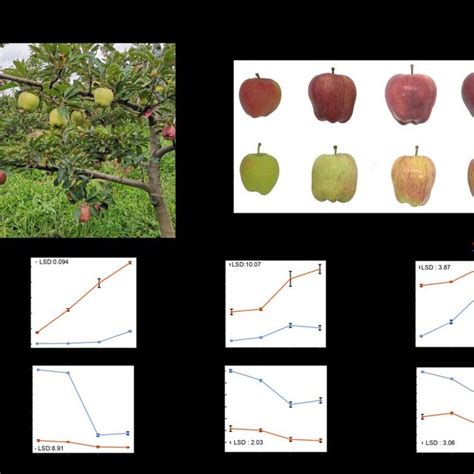 Fruit Skin Color And Anthocyanin Of Wild Type Wt And A Bud Sport Of