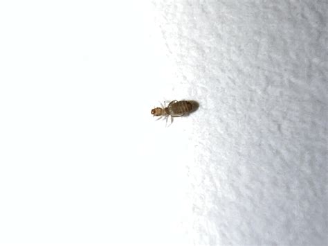 Itty Bitty Bug Found In Missoula MT Its Super Tiny About The Size Of A Fleck Of Dust R