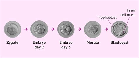 How Is The Placenta And Umbilical Cord Formed