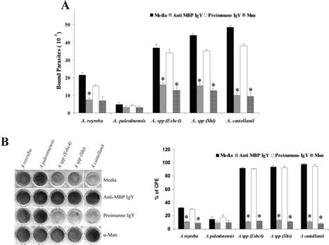Pathogenic Potential Of Acanthamoeba Is Associated With The Mbp