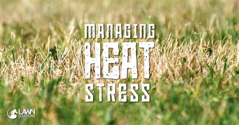 Help Your Lawn Manage Heat Stress The Turf Farm Premium Instant Lawn