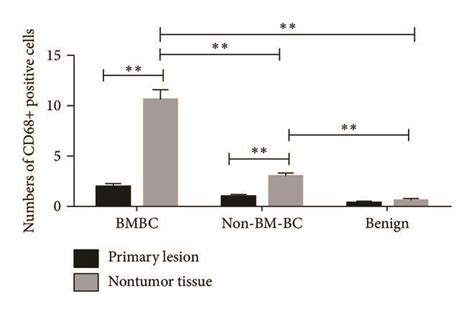 Numbers Of Macrophages Cd68 Cells In Different Tissues A