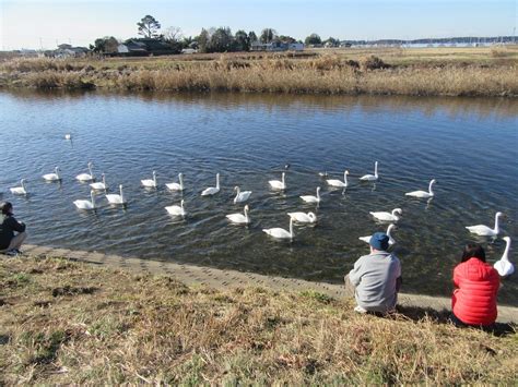 白鳥飛来地 2020年 真岡市 タカカメブログ