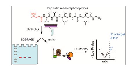 Pepstatin Based Probes For Photoaffinity Labeling Of Aspartic Proteases