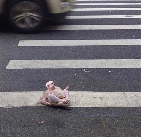 Bingus Jaywalking Rbingus