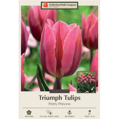 Tulipa Triumph Tulip Pretty Princess Gertens Garden Center