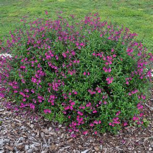 Purple Salvia Greggii Salvia Greggii Autumn Sage Salvia