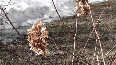 How To Prune Hydrangea Paniculata Best Landscape Ideas