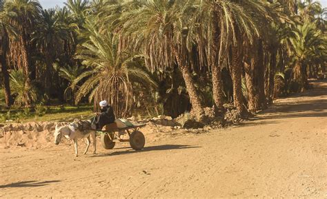 이집트의 수도 카이로