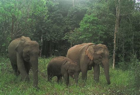 ផែនការសកម្មភាព អភិរក្សដំរីអាស៊ី កម្ពុជា ត្រូវបានចេញ ជាលើកដំបូង