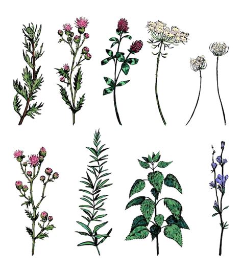Premium Vector Wild Plants Collection Retro Ink Sketches Of Weeds