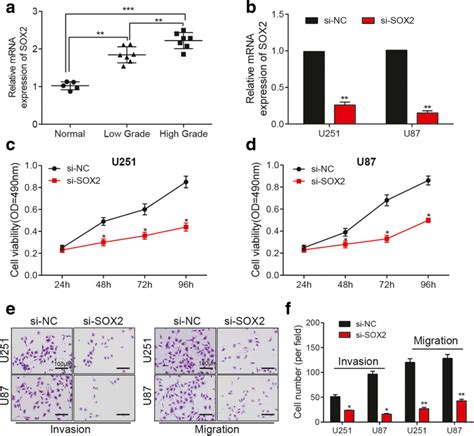 Sox2 Knockdown Inhibits The Viability Migration And Invasion Of Glioma