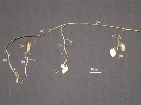 Expression Of Amphicarpy In Vigna Lanceolata Morphotypes And Their