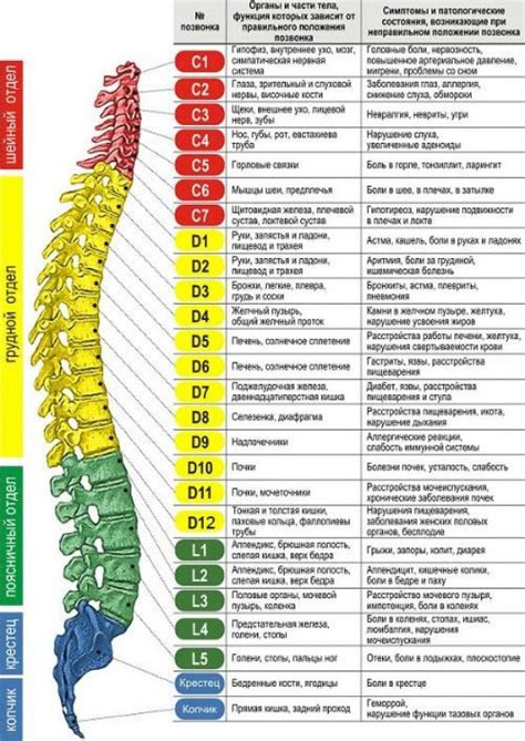Spine Health Medical Anatomy