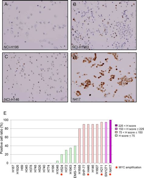 Myc Expression In Sclc Cell Lines By Ihc Representative Myc Ihc