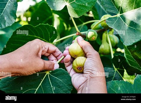 Farmers Collecting Figs On Organic Farms Woman Cutting Figs Gardening