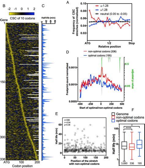 Occurrence And Position Of Non Optimaloptimal Codon Stretches In Yeast