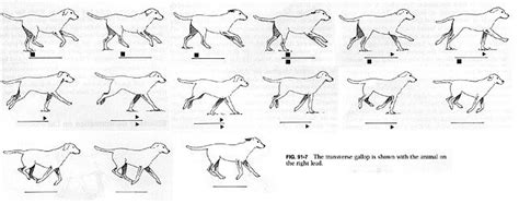 Run Cycle Animation Reference Animation