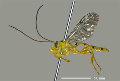 Xanthopimpla Image Database Of Parasitoid Wasps