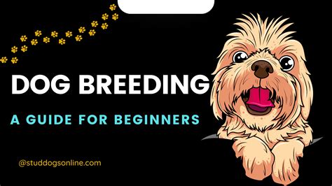 Dog Breeding Stages At Rita Skelley Blog