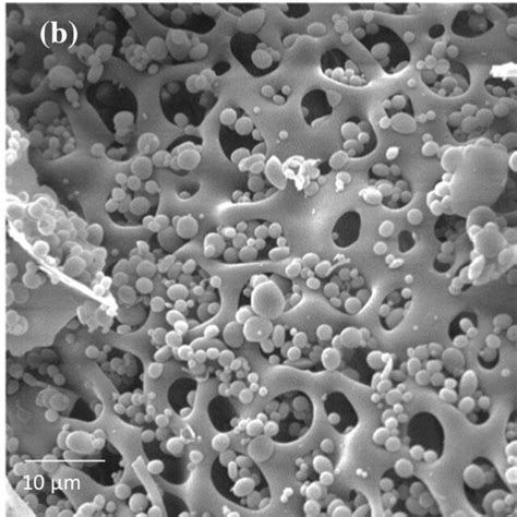 Uv Vis Spectra Of A Pnipaam I B Pnipaam B Pla Ii And C Download Scientific Diagram