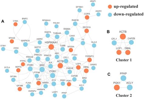 A Protein Protein Interaction Ppi Network Analyses Of Download