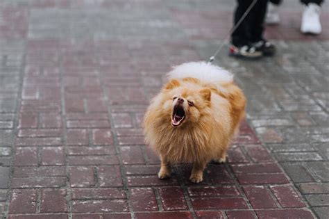 12 Loudest Dog Breeds Top Barkers And Howlers With Info And Pictures