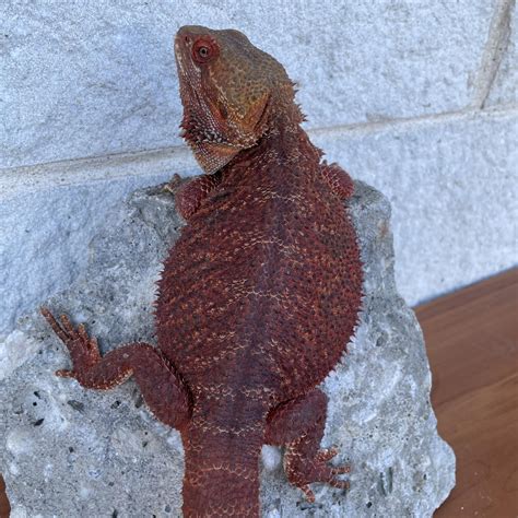 Reptiles Reptile Deli Inc