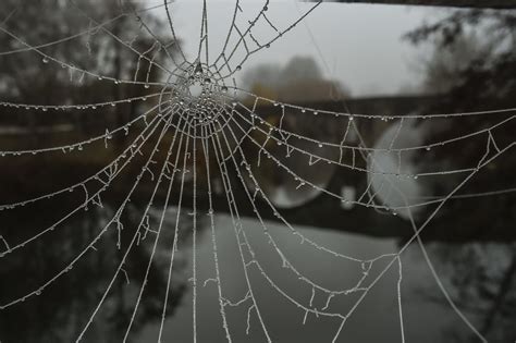 Lasers Weld Spider Silk To Kevlar Realclearscience